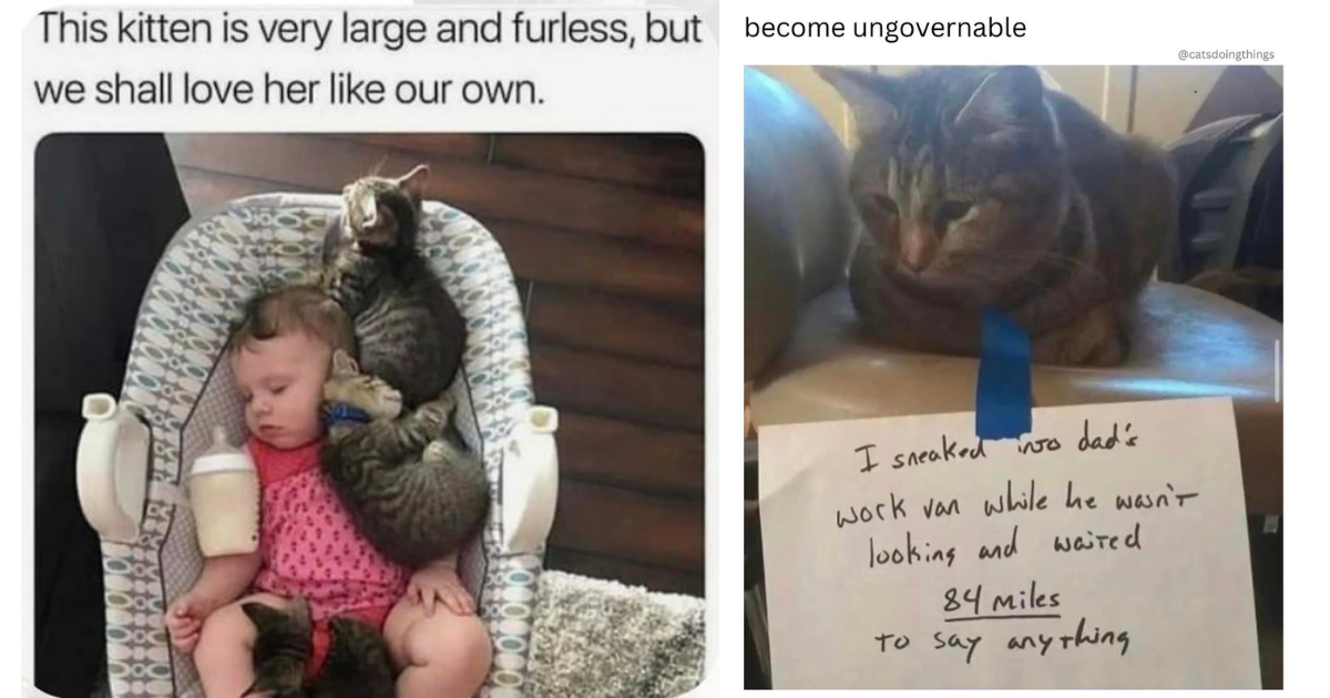 28 cat memes from this Facebook group