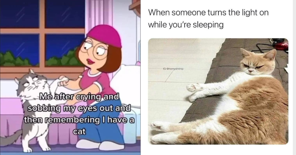 40 cat memes from this Facebook group(new pics)