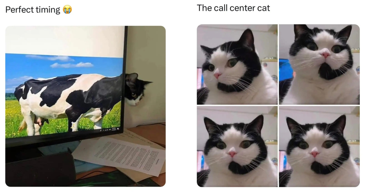 40 Hilarious Cat Memes That Capture the Essence of Feline Life