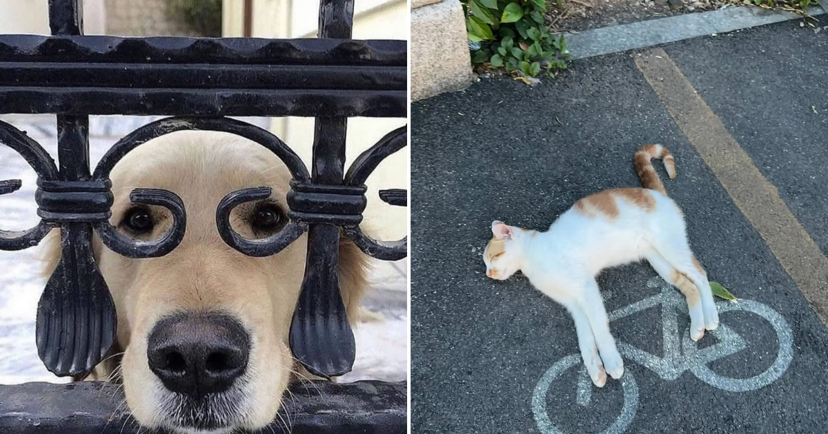 20 Times Animals Stole the Show in Urban Streets