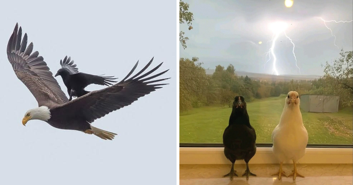 30 Random Photos That Go Hard in the Funniest Way Possible